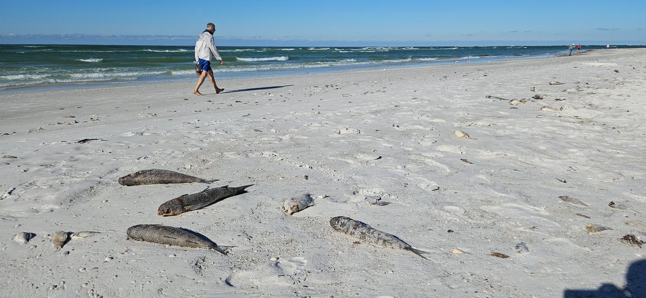 Red Tide Continues to Impact Beaches in Sarasota and Manatee Counties ...